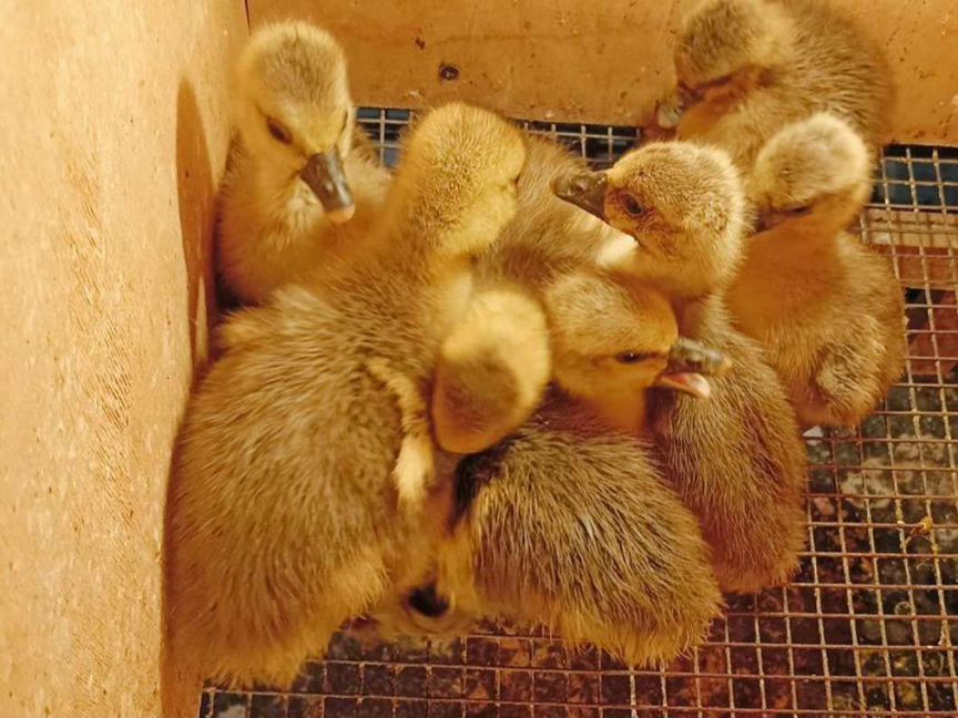 Гусята, Крупный серый