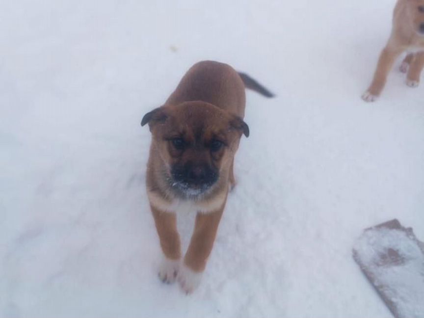 Щенки в добрые руки