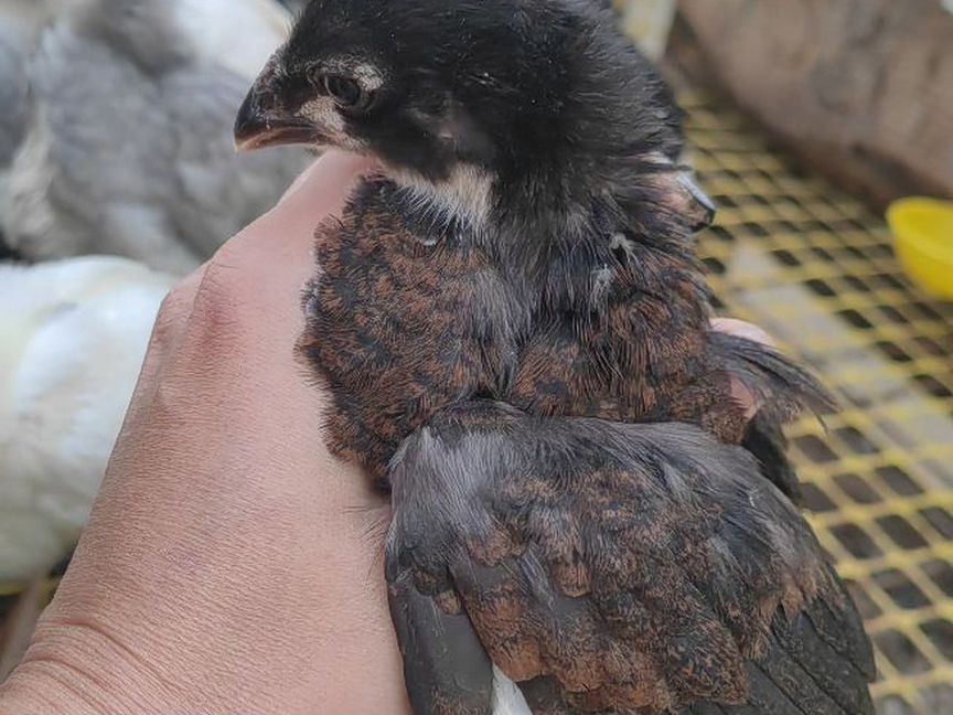 Цыплята несушки и петушки