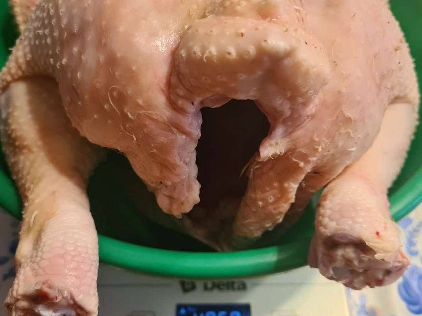 Куры бройлерные