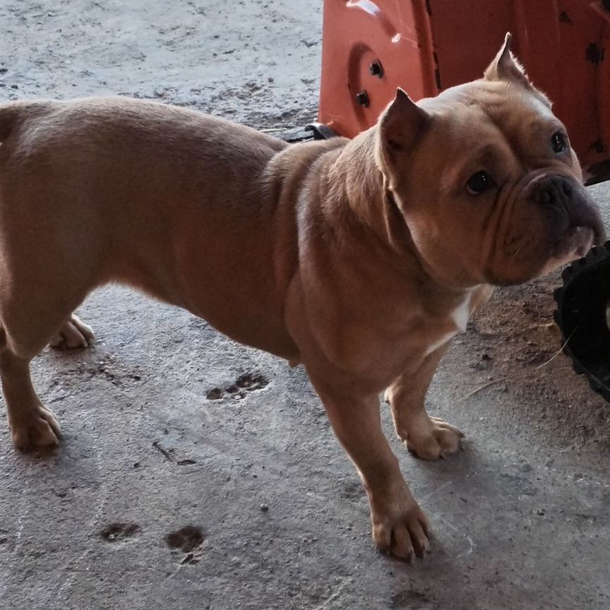 Американский булли