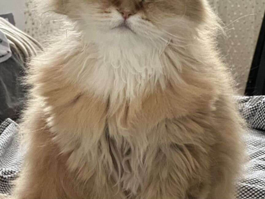 Любимый кот