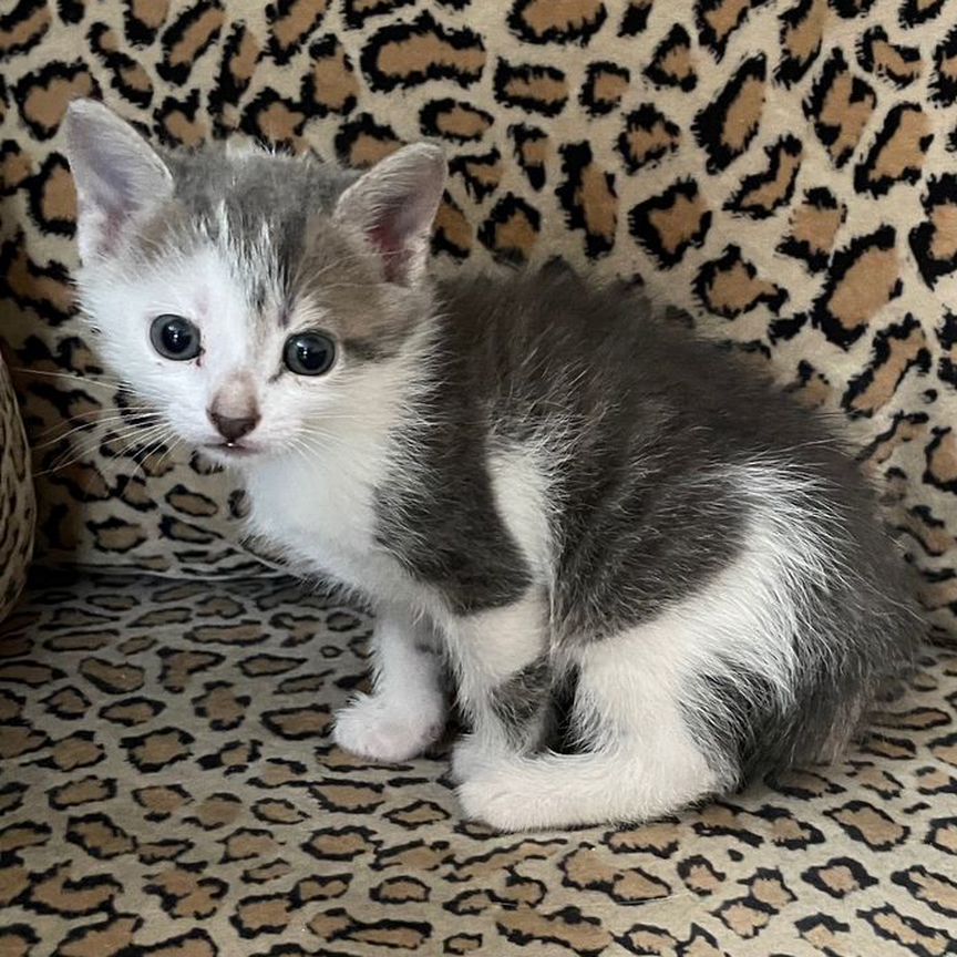 Котёнок в добрые руки