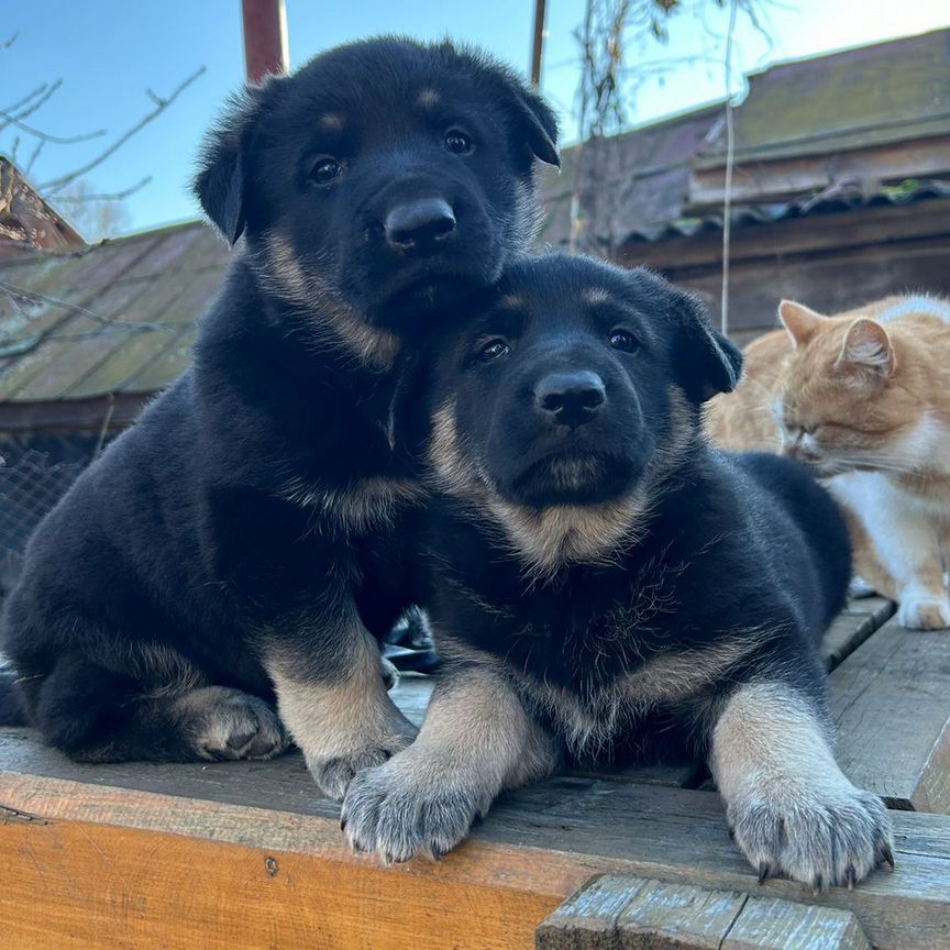 Восточноевропейская овчарка, щенок