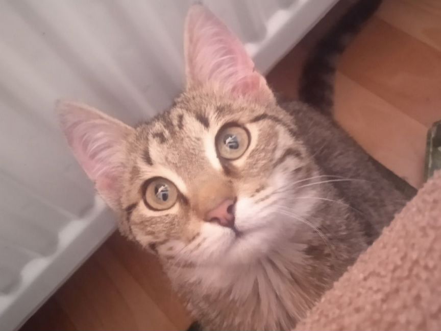 Котенок мальчик высокая гора