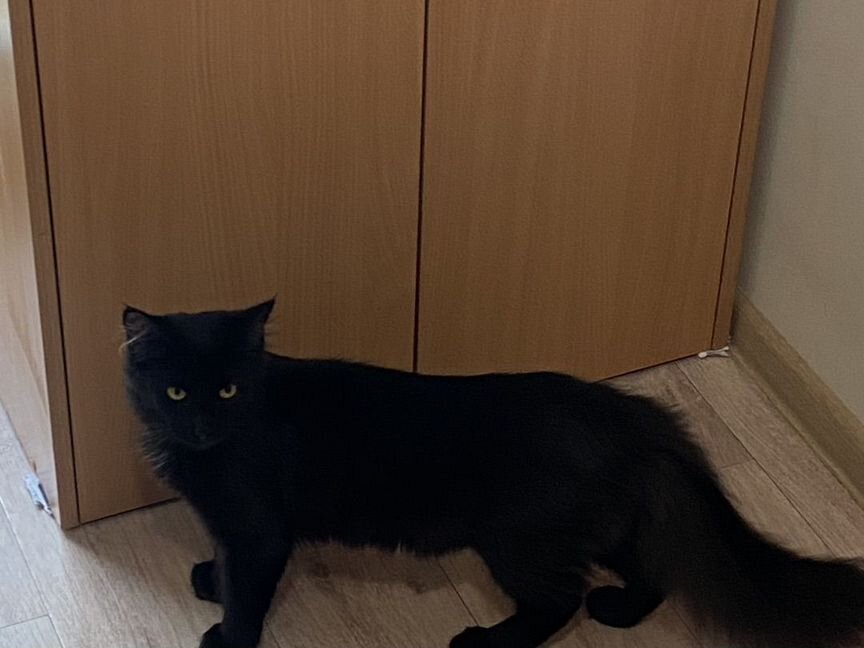 Котята мейн-кун