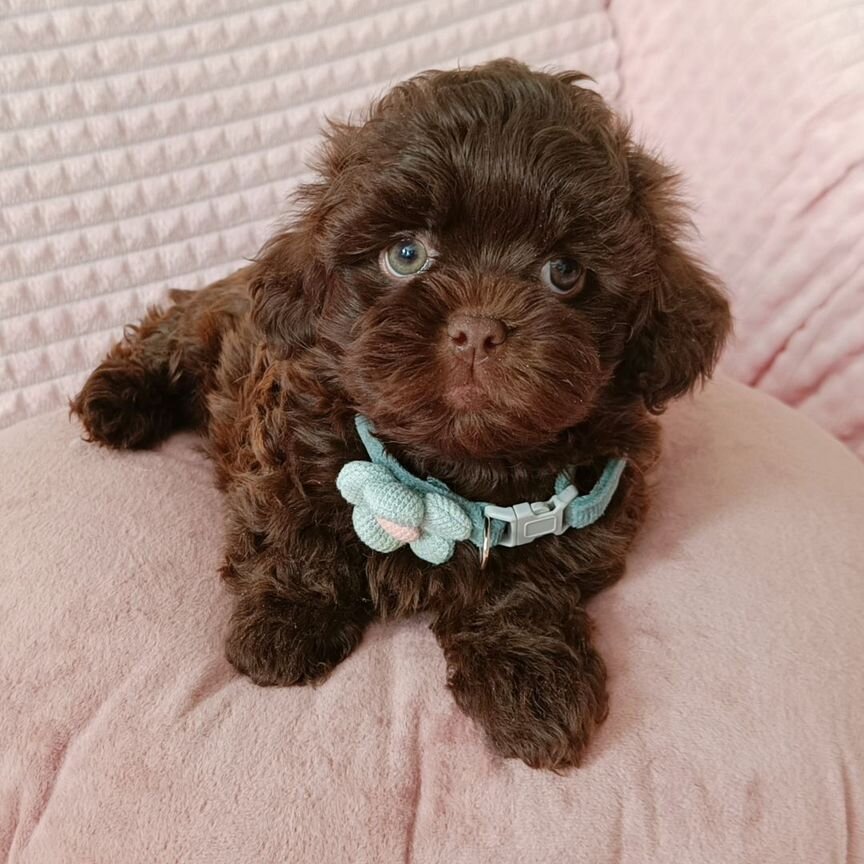 Мальтипу f1 шоколад