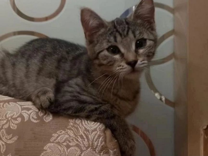 Котенок подросток Ника в добрые руки