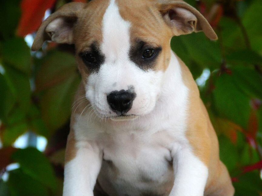 Шикарные малыши Ам. Стафф терьера