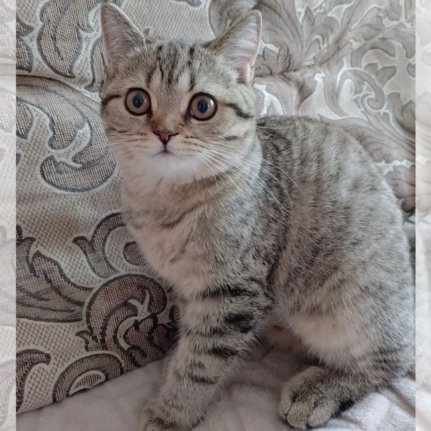 Шотландский вислоухий короткошёрстный котёнок