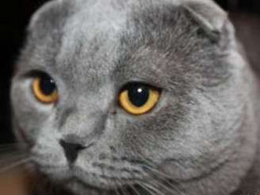 Потерялся вислоухий кот