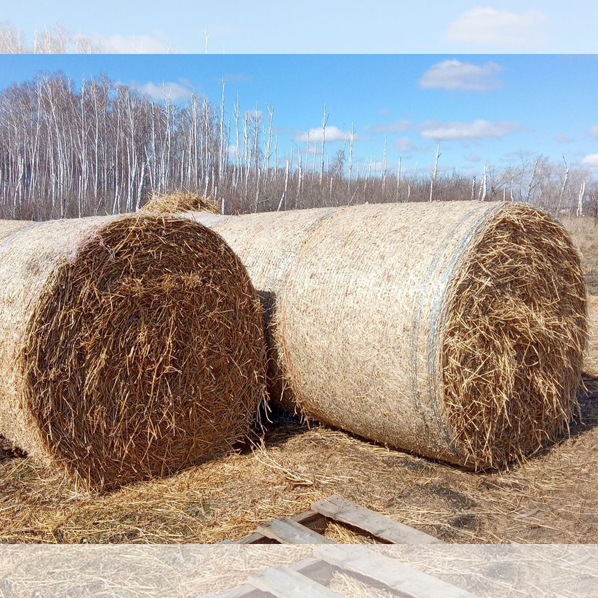 Солома в тюках ячменная 5 тюков