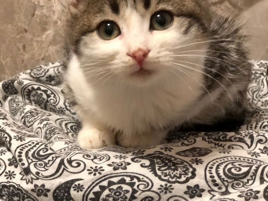 Полосато-беленький славный помпончик Сырок