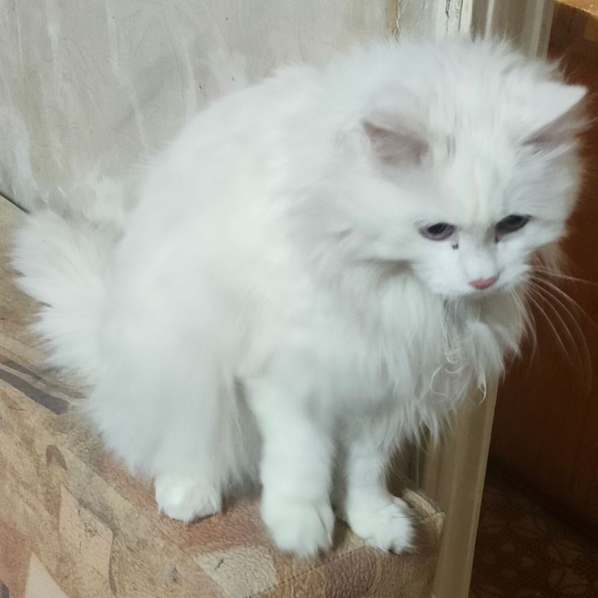 Взрослый кот в добрые руки