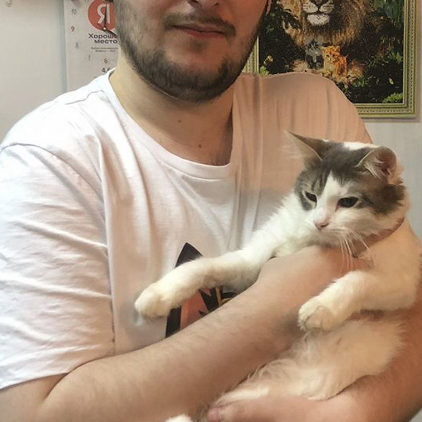 Американский короткошёрстный, взрослый кот