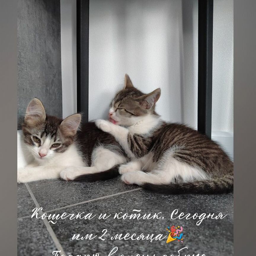 Котята, рождены на Благовещение