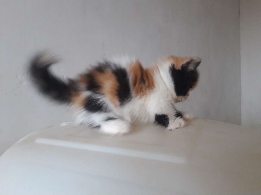 Манчкин минуэт коротколапая