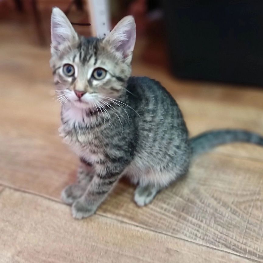 Котята