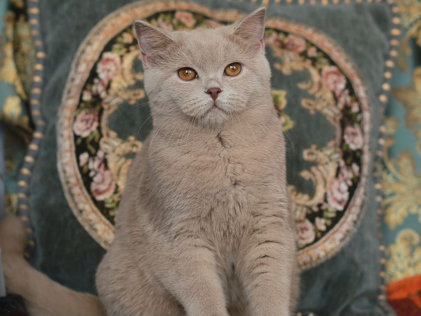 Британские мальчики редкого окраса фавн