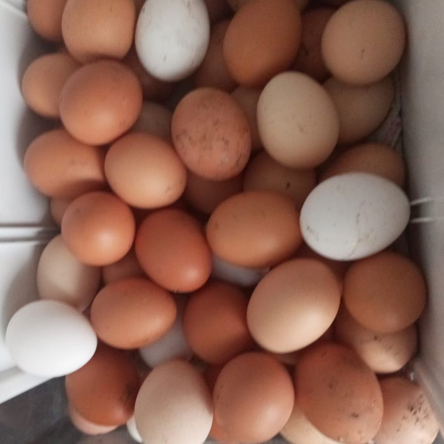 Инкубационное яйцо породистых кур