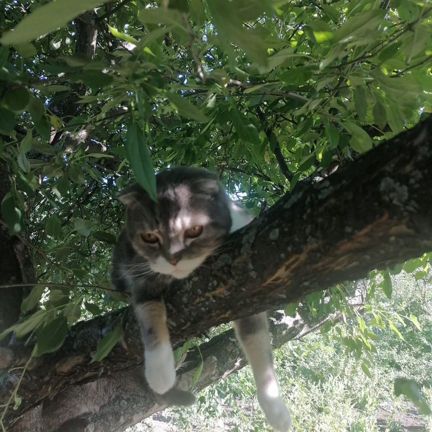 Шотландская вислоухай кот