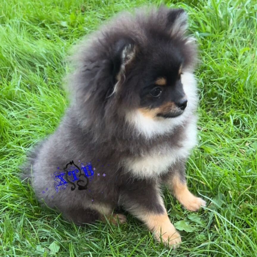 Мальчик Померанского шпица