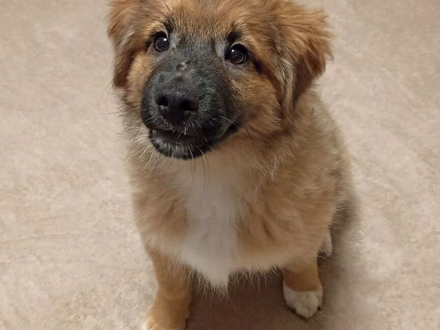 Мини медвежонок