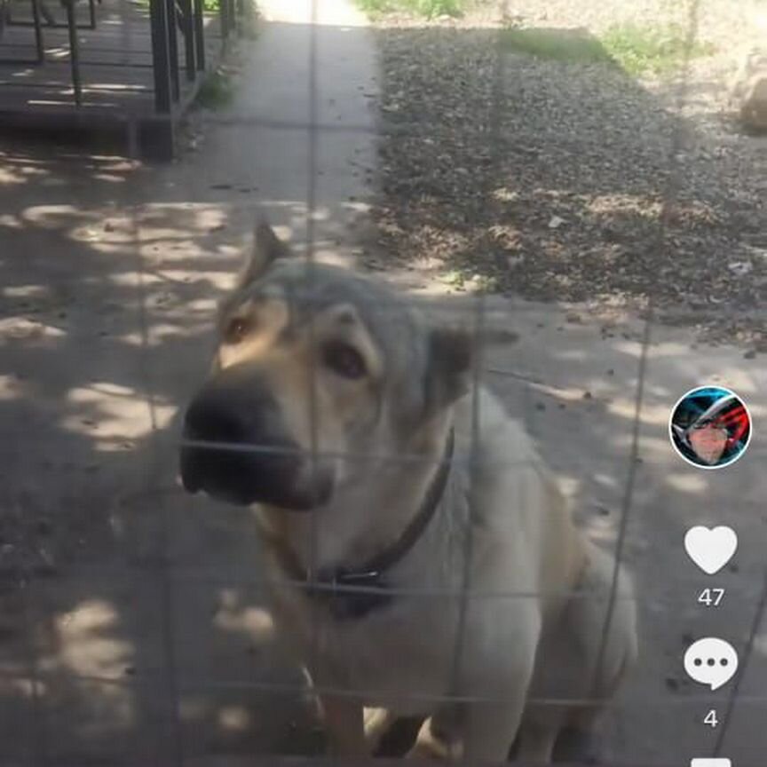 Потерялся алабай 1 год