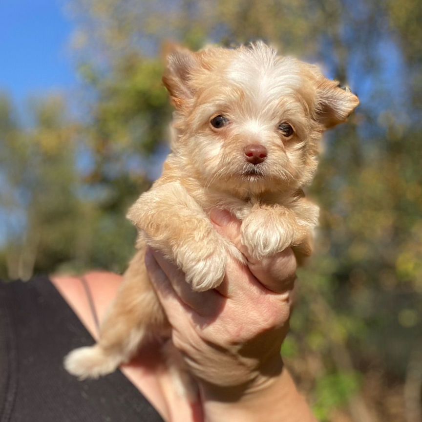 Золотой мальчишка мини (доставка)