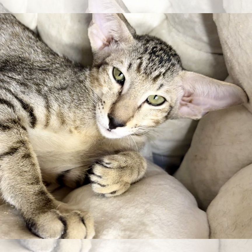 Ориентальный котёнок