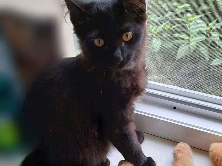 Умненький и деловой котенок Максик ищет дом