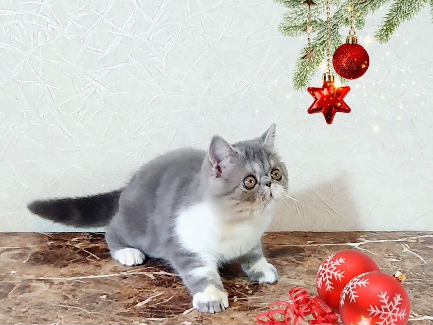 Экзотическая Принцесса