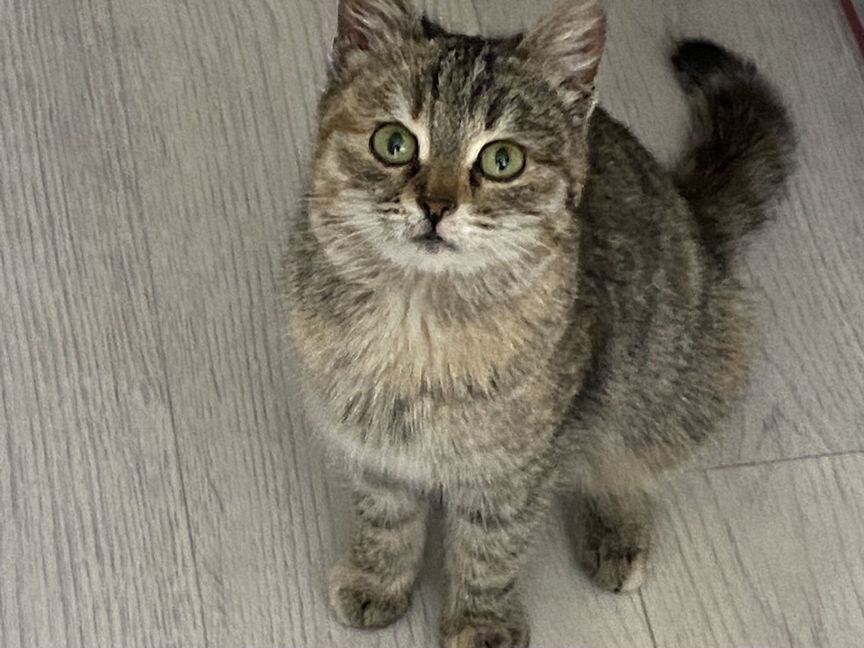 Кошка