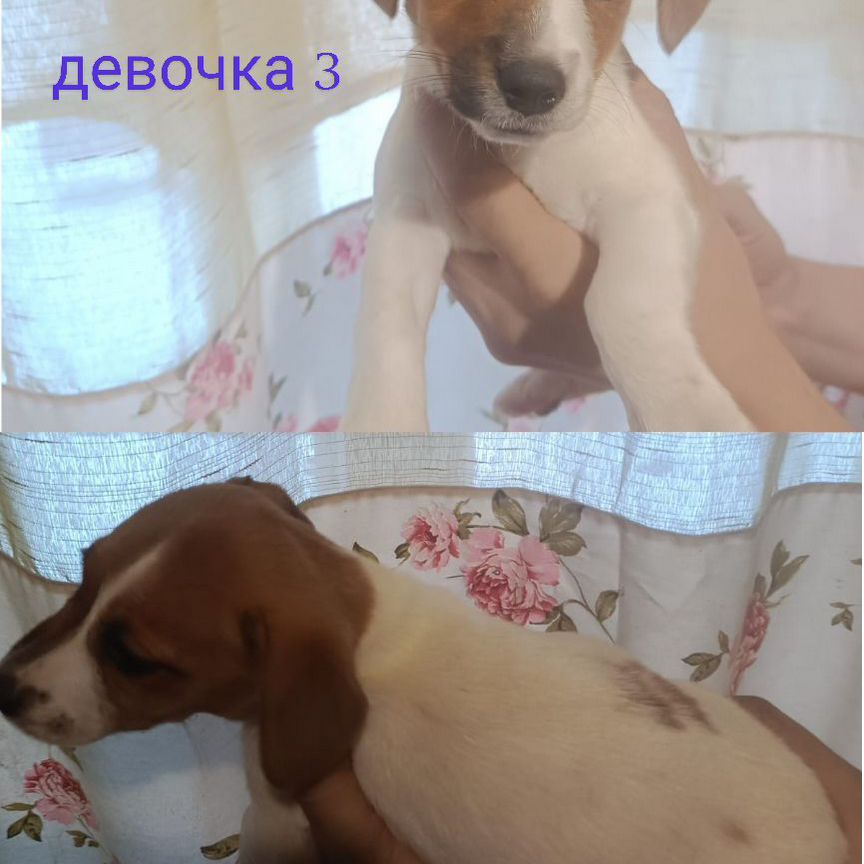 Джек рассел