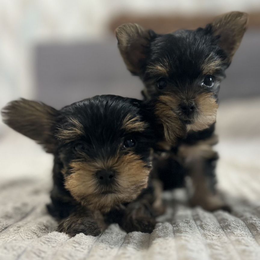 Йоркширский терьер, щенок