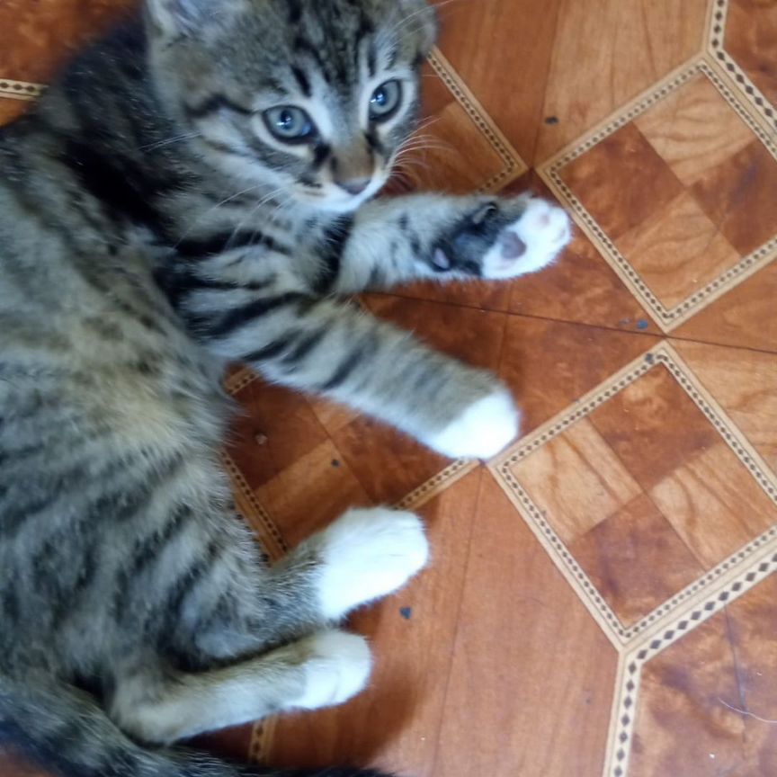 Котята в добрые руки бесплатно