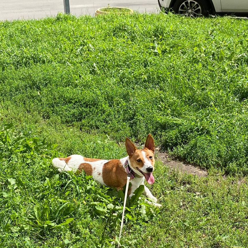 Джек рассел терьер