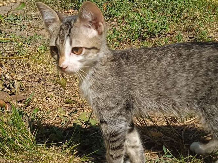 Полосатый красивый котёнок бесплатно