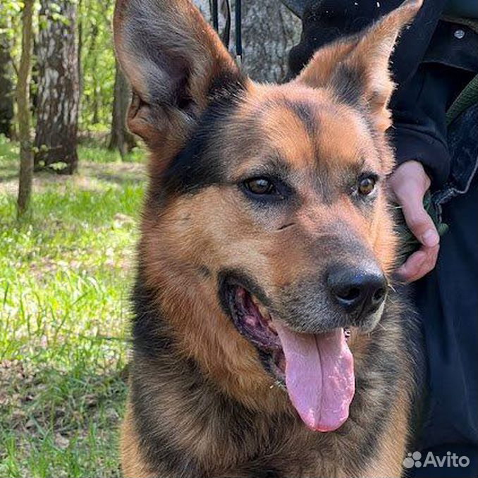 Молодой послушный пес пропадает в приюте