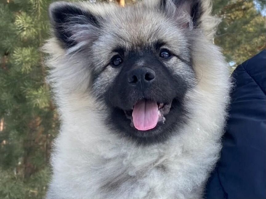 Щенки кеесхонда(Вольф шпиц) - внуки чемпионки Мира