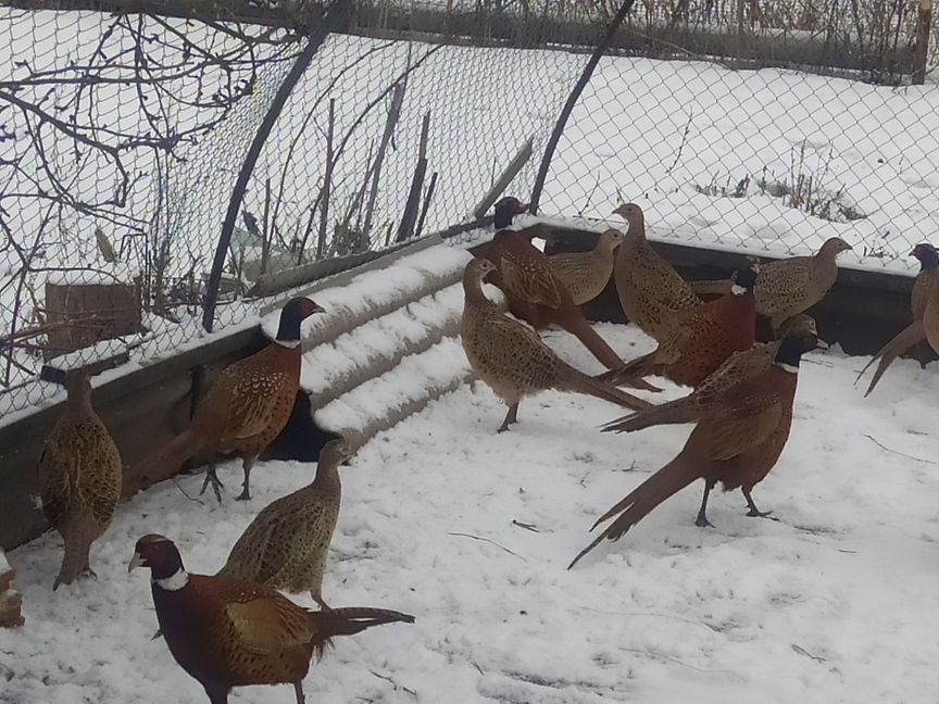 Фазан охотничий