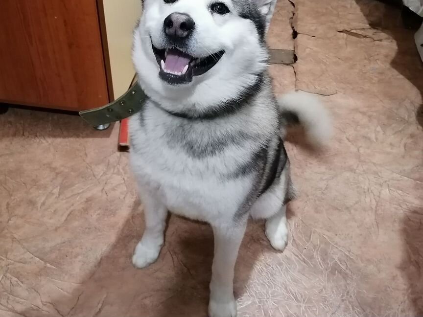 Аляскинский маламут