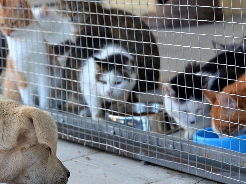 Приют кошек SOS