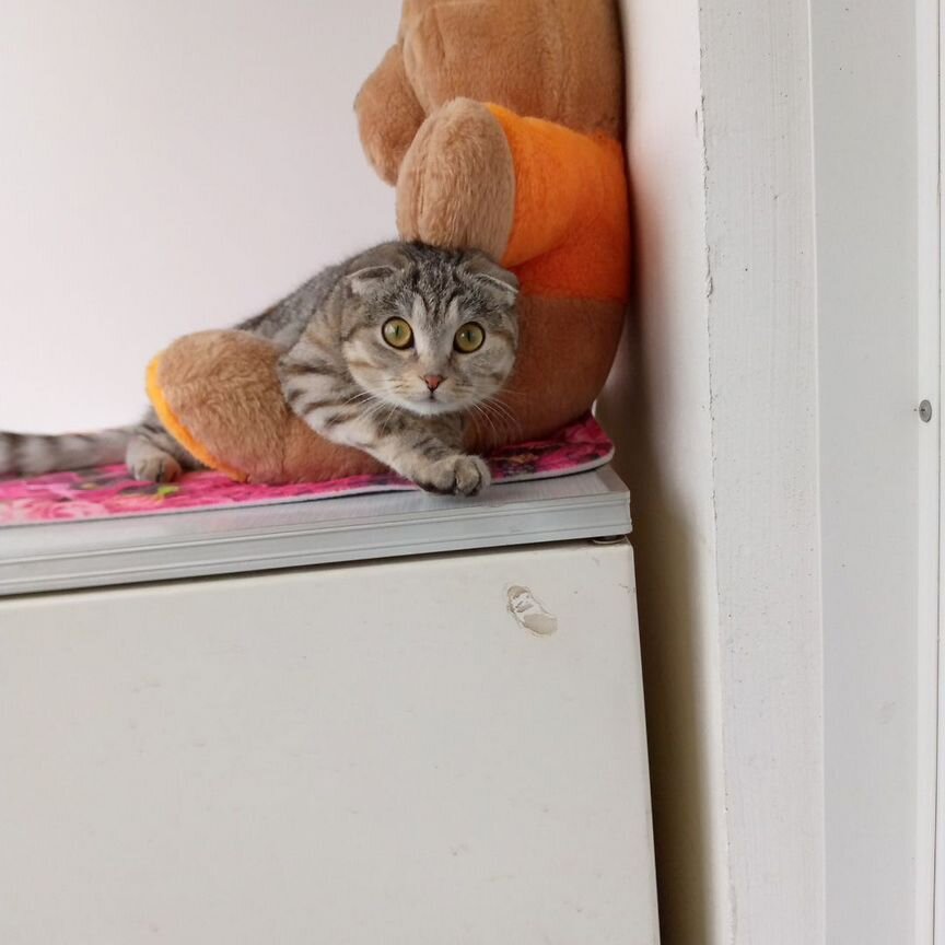Кошечка, подарю за 1 кг шак, конфет