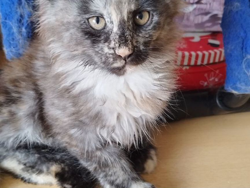 Котенок мейн-кун