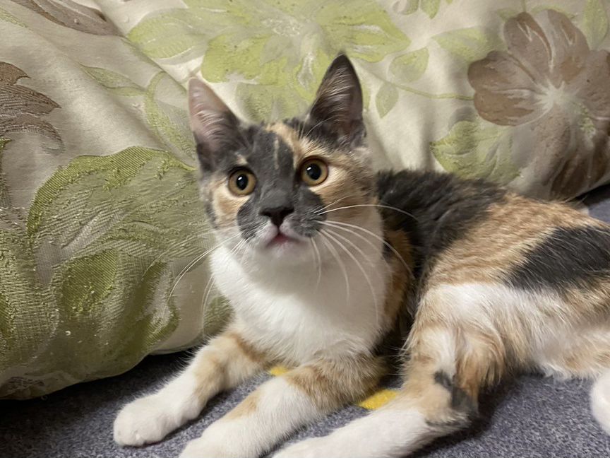 Домашняя кошечка