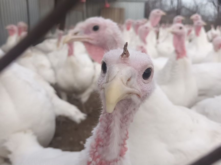 Индейка на мясо