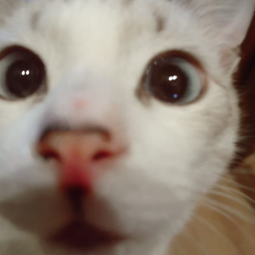 Котик в добрые руки