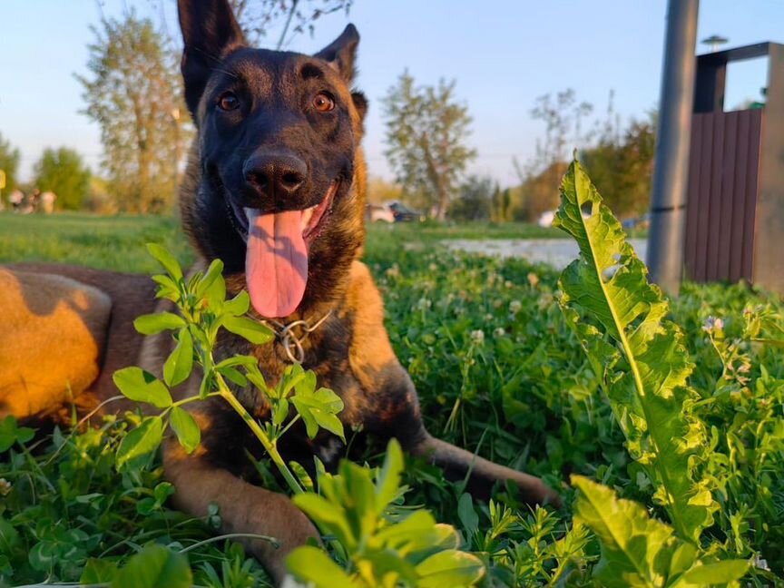 Бельгийская овчарка малинуа продаю