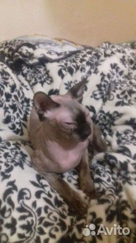 Канадский сфинкс вязка